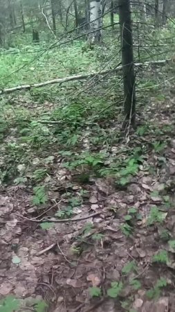 Медведь прошёл