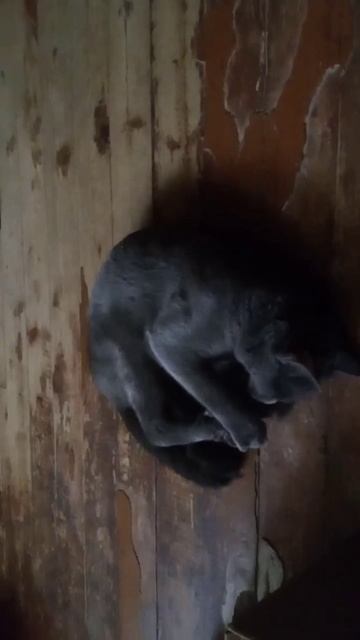 Кот Атос позирует и играет с мышкой #shorts #котатос #животные #котиграет #игрыкотаатоса