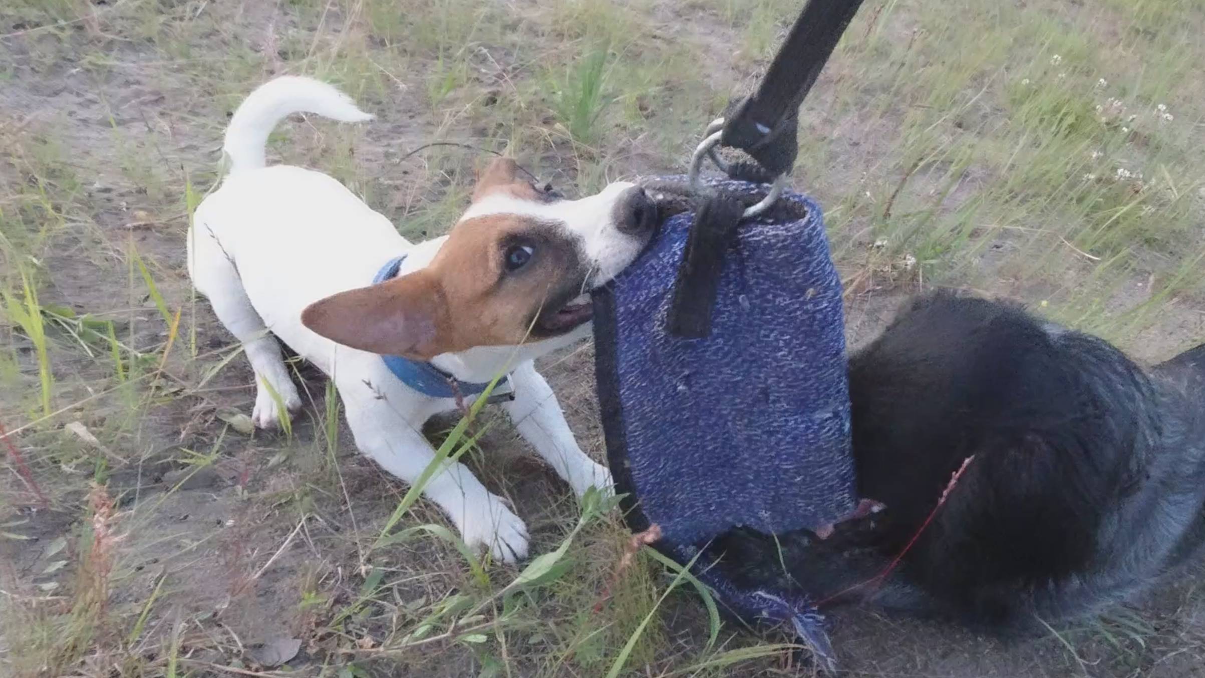 Игровая дрессировка собак: практические аспекты