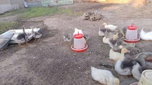11 июля, куры, гуси