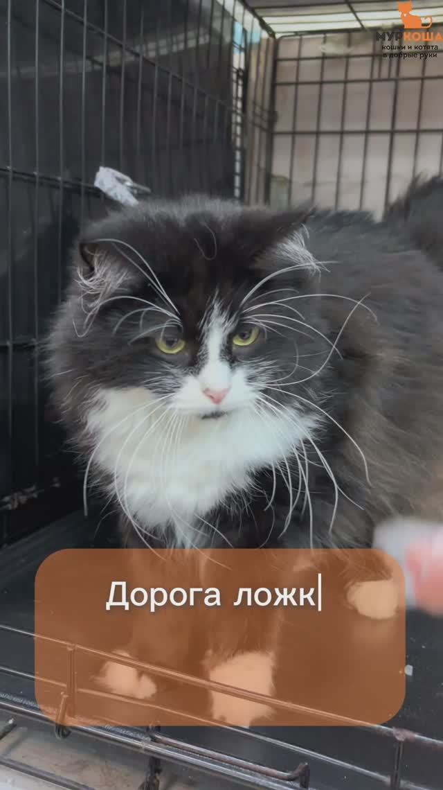 Кисадилья (уже дома)