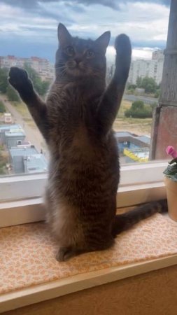 Коты стоят на задних лапах #shorts