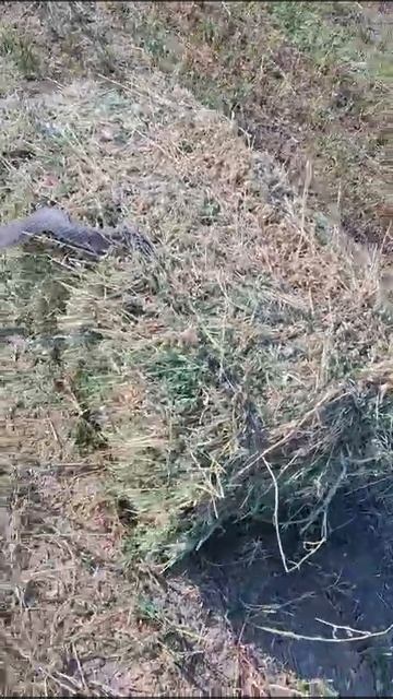 Сено сюрпризом.  
#сезонконтентаRUTUBE