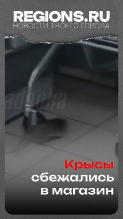 Крысы сбежались в магазин