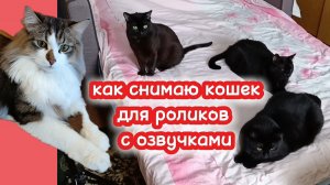 забавные кошки
