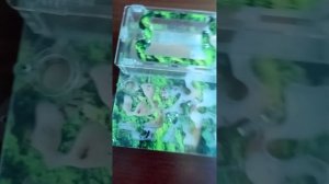 как ухаживать за муравьями и что нужно