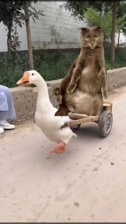 Соседский кот Дыма