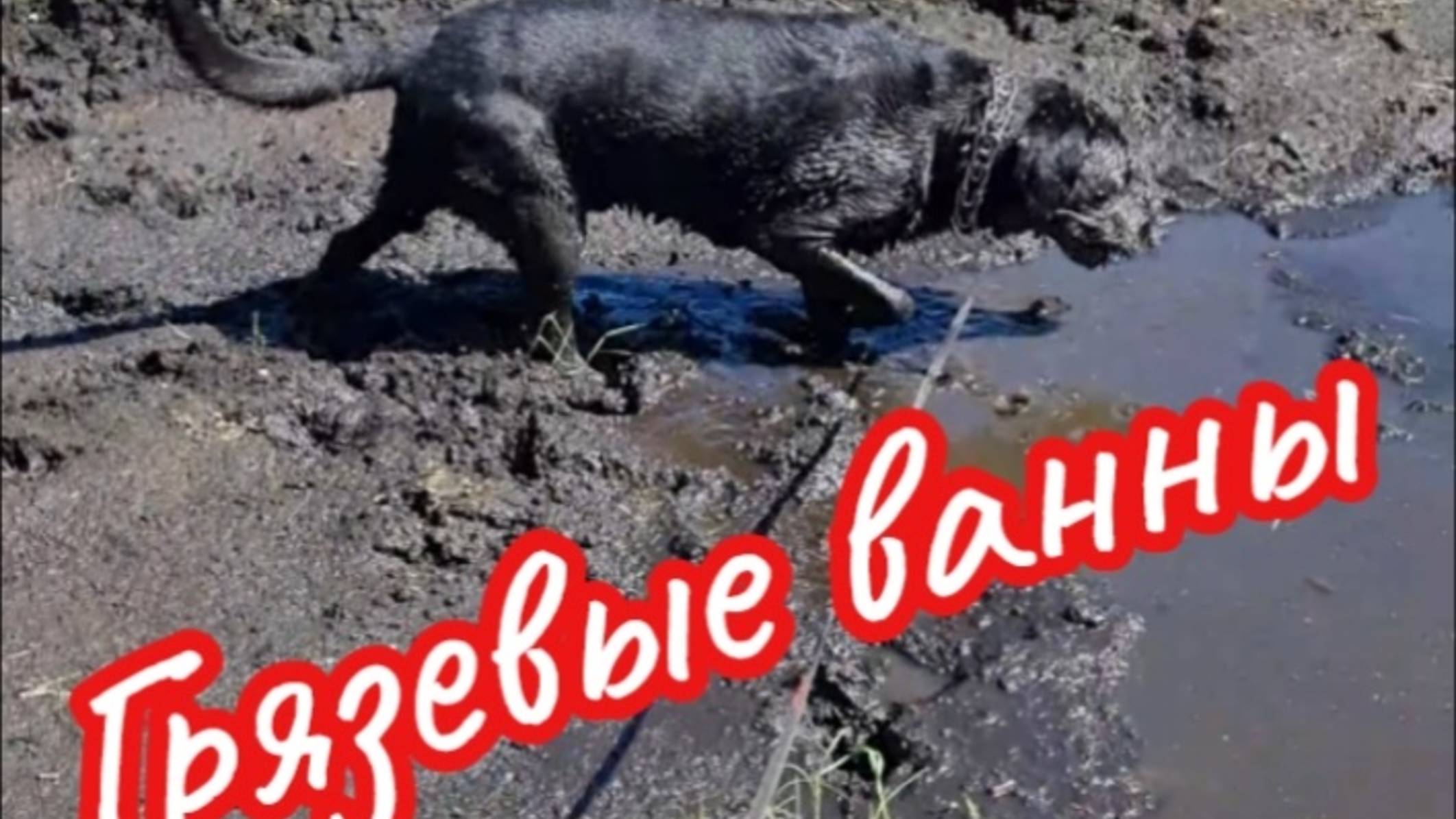 Всё  равно я черный