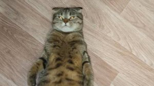 Немного моего кота, видео умиление!