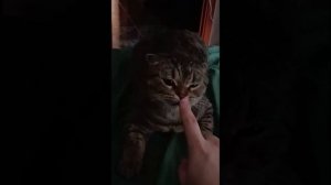 САМЫЕ СМЕШНЫЕ ВИДЕО МОЕГО КОТА!😹 ЛУЧШЕЕ ЗА МЕСЯЦ)