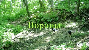 Вороны