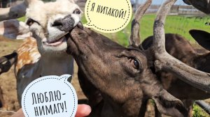 Обзор зверушек на соседней эко-ферме: ламы, олени, коровки, свиньи, бизоны и прочая милота