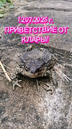 КЛАРА ГОВОРИТ... #юмор #прикол #хорошеенастроение #жабаклара #живаяприрода #деревня #дача