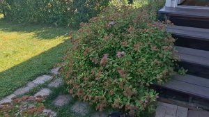 На дачу.  Плавимся.  Вечером полив и поделки