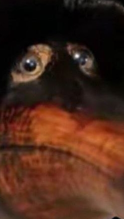 скебоб #неиросеть