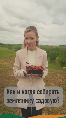 Как и когда собирать землянику садовую?