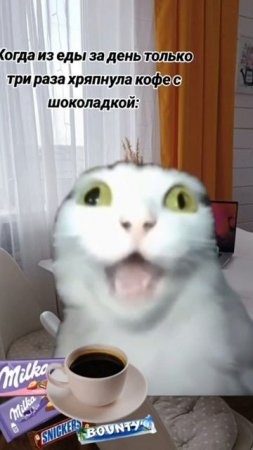 Ещё больше котиков в канале https://t.me/cotorai