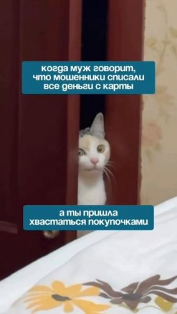 Ещё больше котиков в канале https://t.me/cotorai