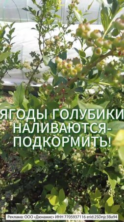 ЛЕТНЯЯ ПОДКОРМКА ГОЛУБИКИ ПАТРИОТ  #сад #голубика #огород