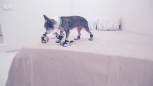 Собаки в ботинках впервые! Что из этого вышло? 🐶👟🤣