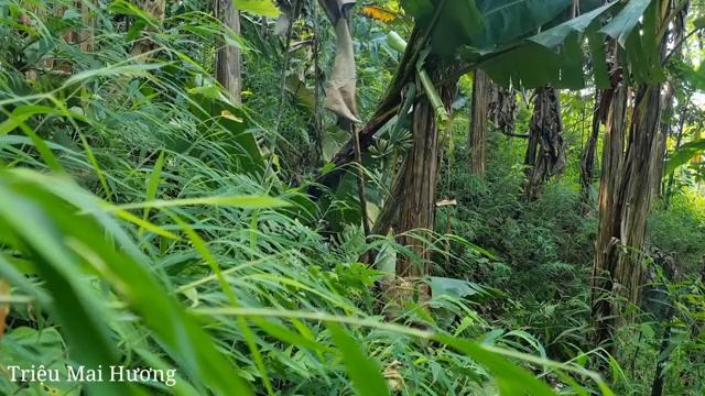 FULL VIDEO: Harvesting Vegetables, Bamboo shoots, snails, Banana cores Goes to the market. Trieu Mai