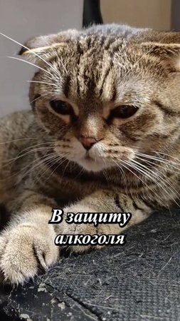 😹КОТ ОДОБРЯЕТ КРАСИВУЮ ЖИЗНЬ!💥😏😹🥺#cat #кот #юмор #приколы