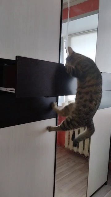 Кот медвежатник