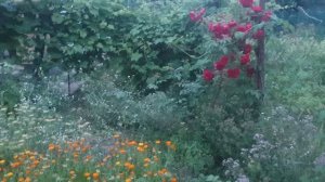Дела огородные
11.07. 2025г.