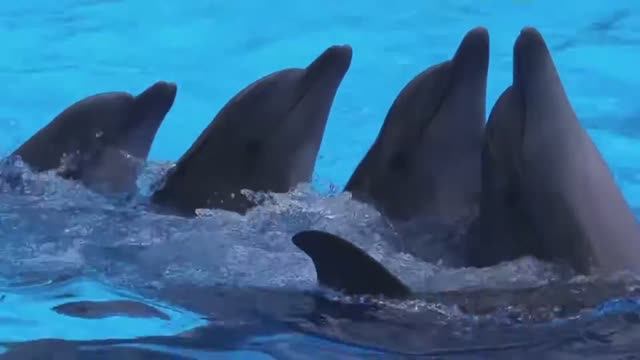 Дельфинарий Немо в Алуште / Крым