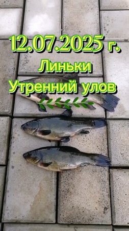 ЛИНЬ. НАТЮРМОРТ. УТРО. 7:00. 12.07.2025 Г. #рыбалка #рыбалканаозере #летняярыбалка #линь #деревня