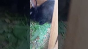 мои кролики на СВО