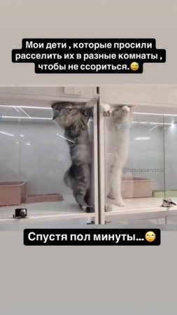 Ещё больше котиков в канале https://t.me/cotorai