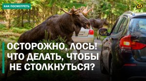 ЛОСИНЫЕ АВАРИИ НА ДОРОГАХ. Как предотвратить смертельные столкновения и есть ли эффективные решения