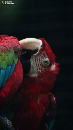 Ары чистят друг другу перья. Ленинградский зоопарк