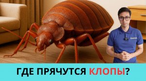 Где прячутся постельные клопы в квартире и как их найти?