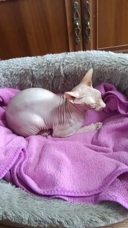 #канадскийсфинкс#ilyhapon#кот#сфинкс#лысыйкот#котик#котспит#сон#Зевсик#Зевс #cat#cute#catsmeow#мяу