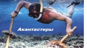 6    Жизнь  Новозеландский сверчок Акантастеры