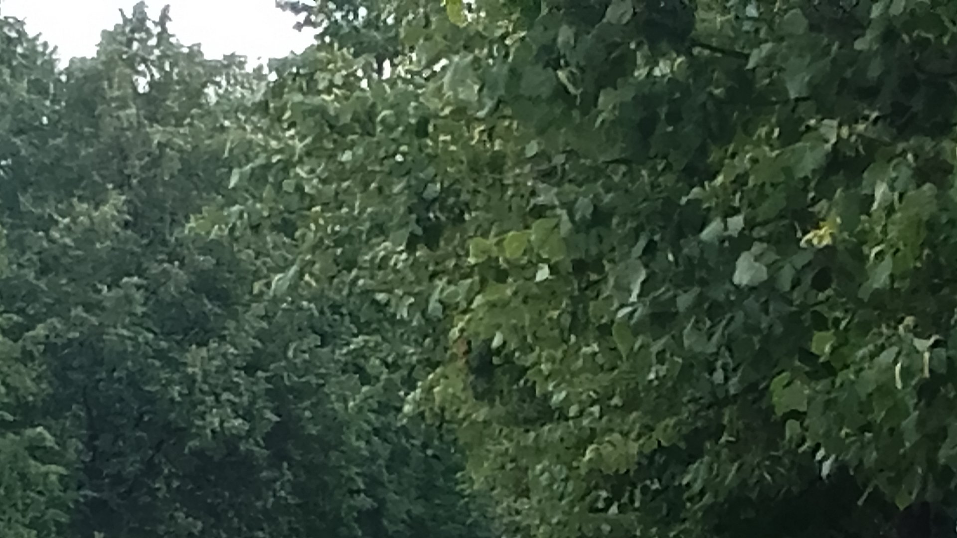 Лахта цент