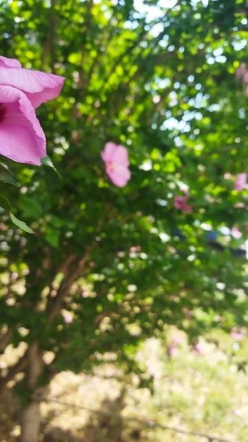 VID_20250712_154217