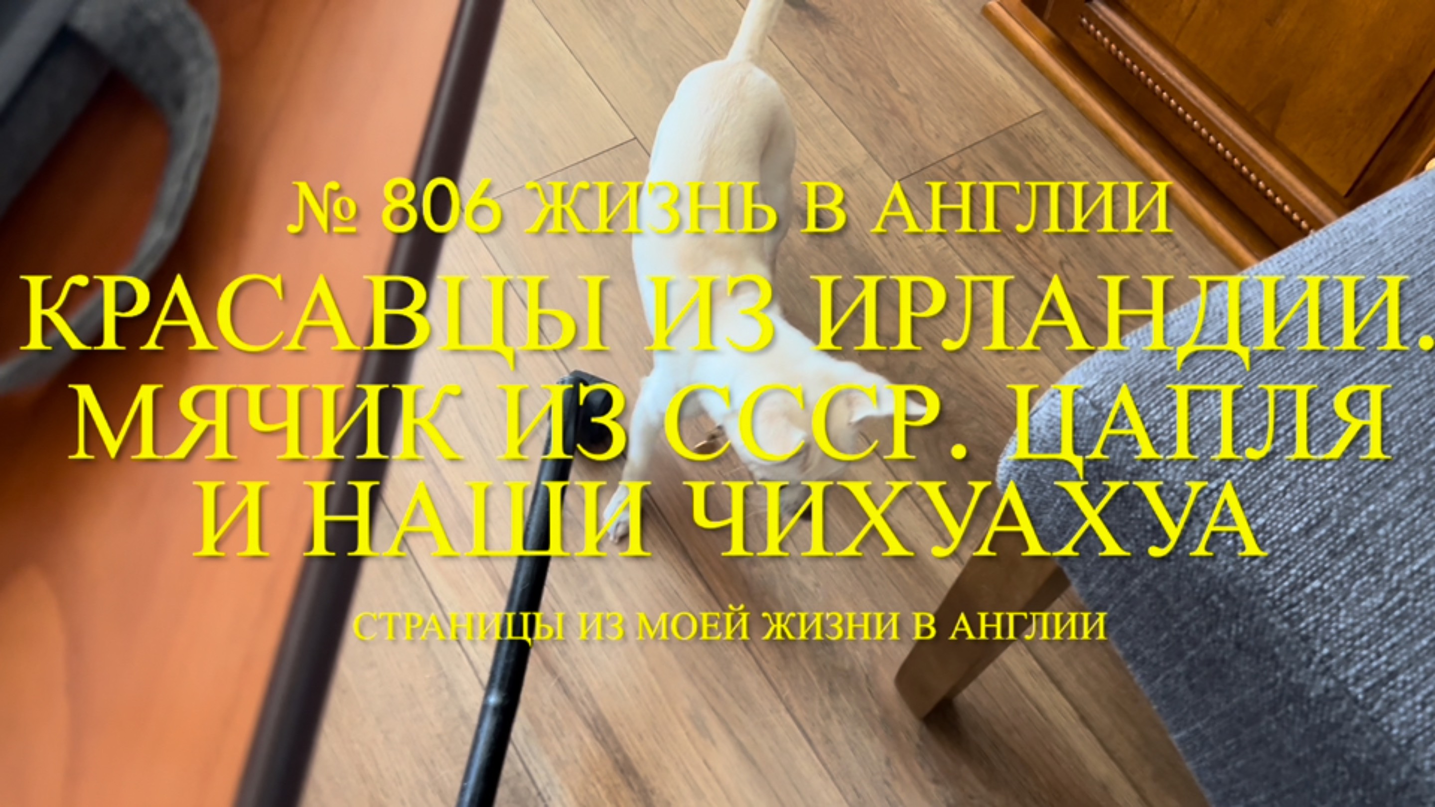 Красавцы из Ирландии. Мячик из СССР. Цапля. Наши чихуахуа. № 806 Жизнь в Англии