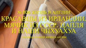 Красавцы из Ирландии. Мячик из СССР. Цапля. Наши чихуахуа. № 806 Жизнь в Англии