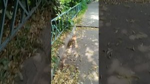 Сеня боится грозы, не любит воду, снег и высоту