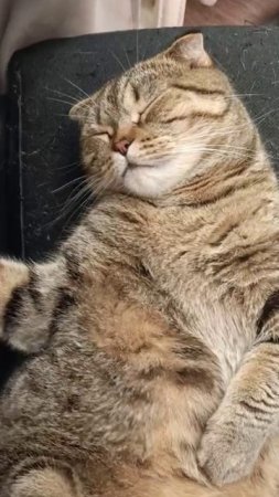 😹ДУРНОЙ КОТИК МИЛО СПИТ💥😏😹🥺#cat #кот #юмор #приколы #TishaAndAlex