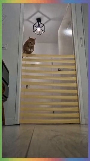 молодец так то