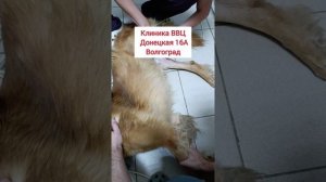 Дартоньян просит помощи в лечении