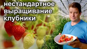 Хотите ЧИСТУЮ, КРУПНУЮ ЗЕМЛЯНИКУ без слизней и доступную только вам?