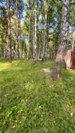 Участок в Растущий вид из леса