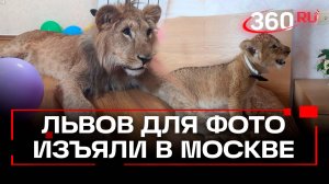 Реквизит для «экзотических» фотосессий. Двух львов изъяли в Москве
