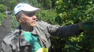СБОР СМОРОДИНЫ,ПОДГОТОВКА КАЗАНА,СЕЗОН ДОЖДЕЙ