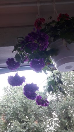 Плющелистная пеларгония Purple Prince